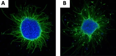 Bioengineered 3D Human Tissue Models & Cell Culture Solutions